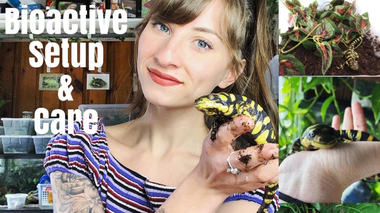 Tiger Salamander Care & Setup