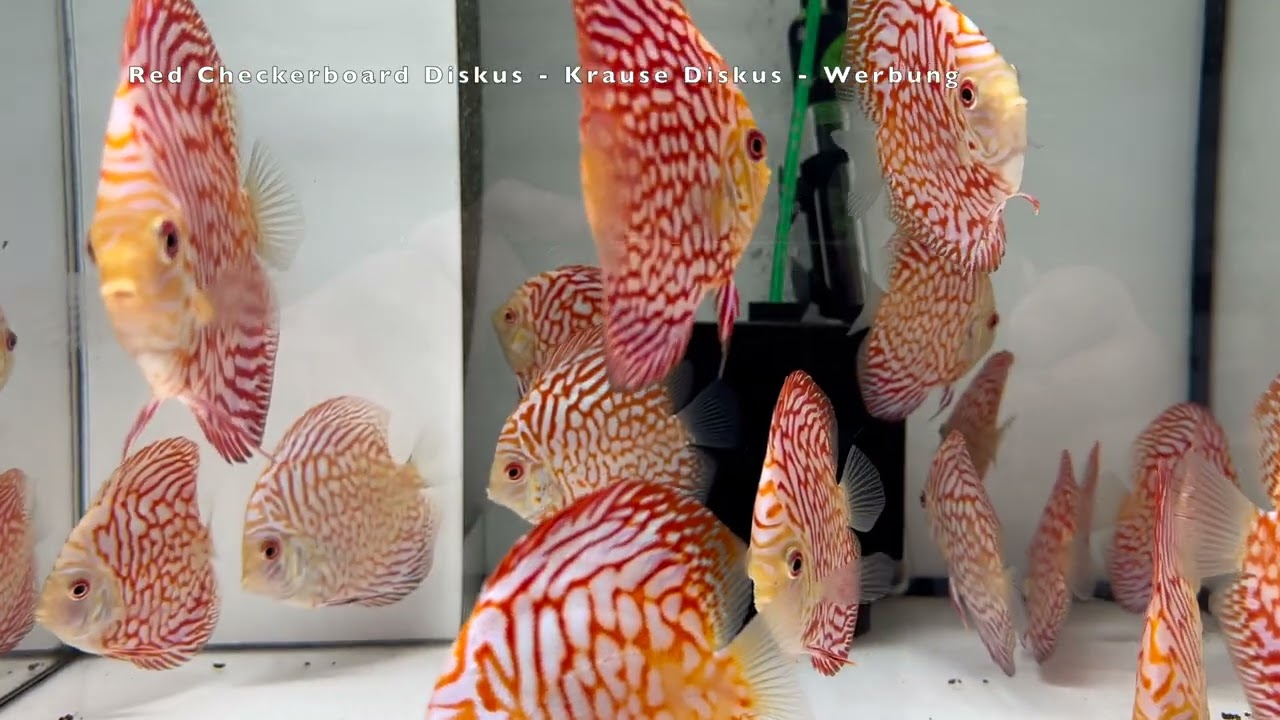 Red Checkerboard Krause Diskus