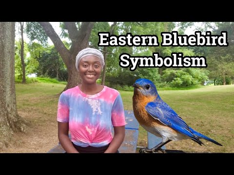 Eastern Bluebird Spirit Animal Totem