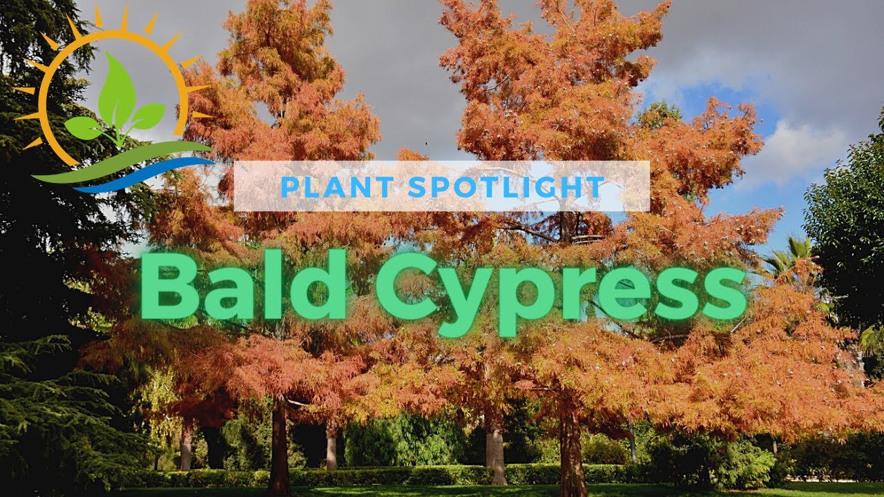 Bald Cypress | Plant Spotlight