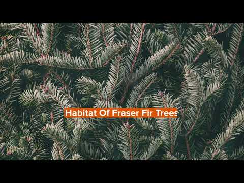 Fraser Fir Tree Facts: Learn About The Real Christmas Tree