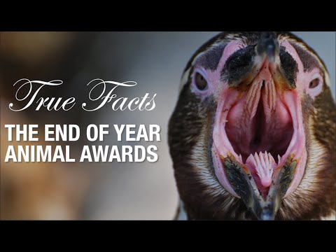 True Facts: Animal Awards