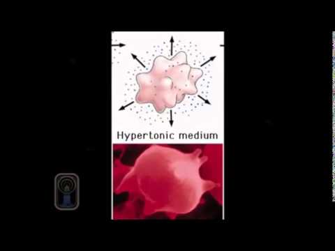 Explaining Hypo, Hyper, and Isotonic