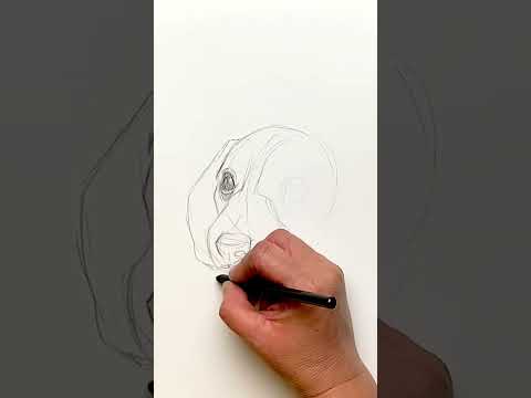 How to draw a dog #shortvideo #drawingtutorial #dog #draw