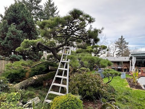 Specimen Shore Pine Cloud Pruned Niwaki Style | Good News Tree Service ...