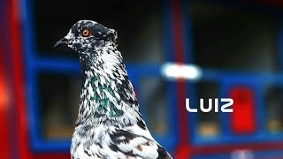 bagusfuzziblog: Merpati Jambul Yang Bagus