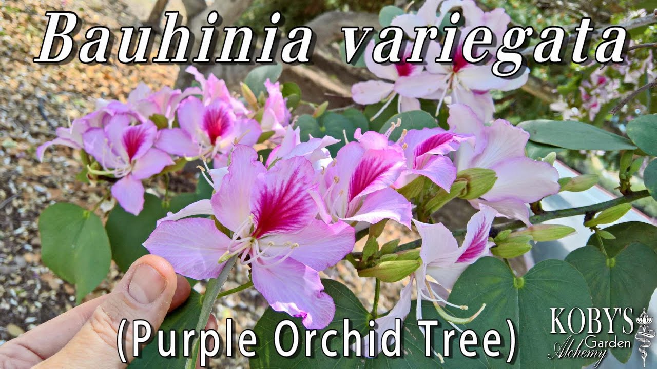 Bauhinia variegata (Purple Orchid Tree). Thousands of Fragrant Blushing Stars.