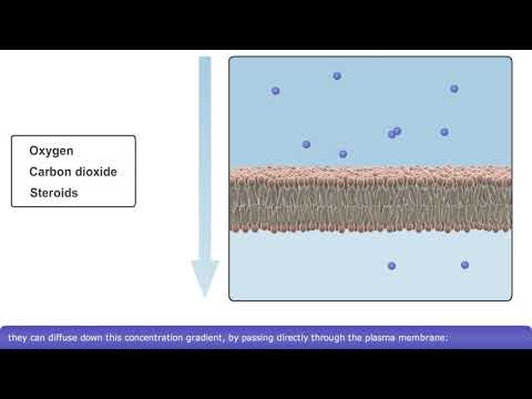 Detailed Animation on Simple Diffusion