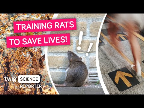 Twig Science : Rats Trained To Find…: English ESL video lessons