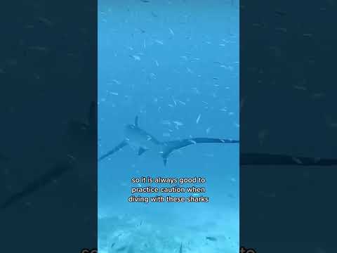 Thresher sharks have tails that are half of their total body length🤯🦈 #shorts #shark