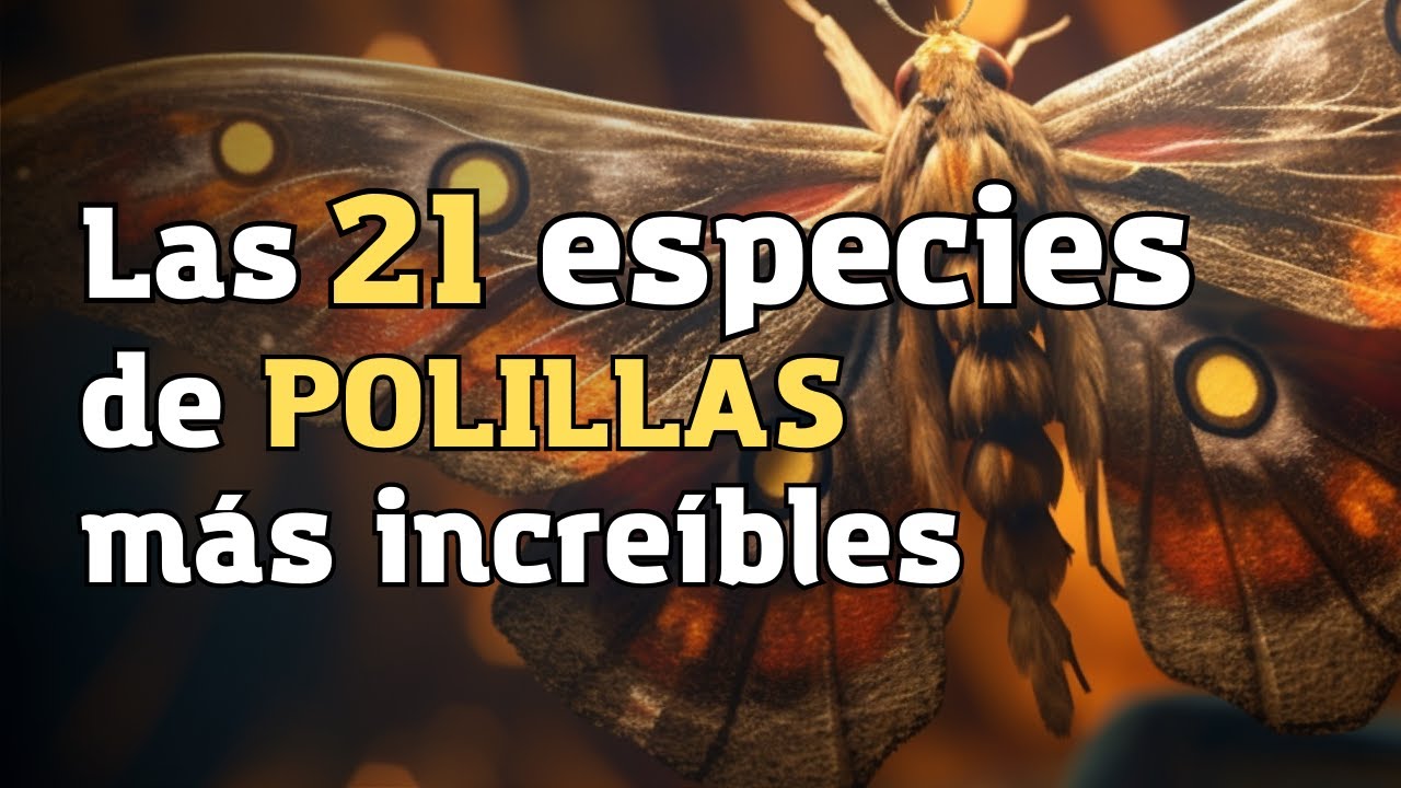 21 Most Fascinating Moth Species