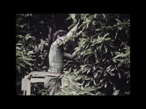 Farming on a Rural Kibbutz, 1980s - Archive Film 1068395