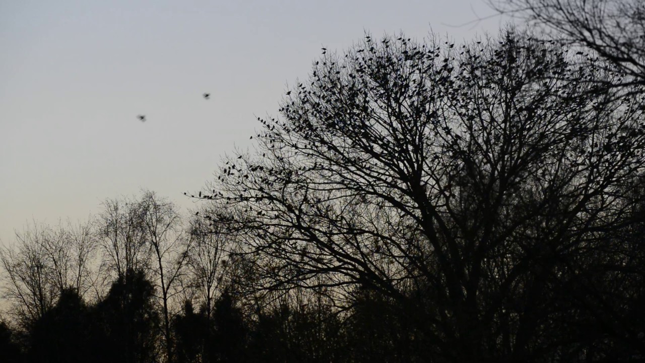 Flock of jackdaws (Corvus mondedula) taking off from their roost site, Gloucestershire, UK.