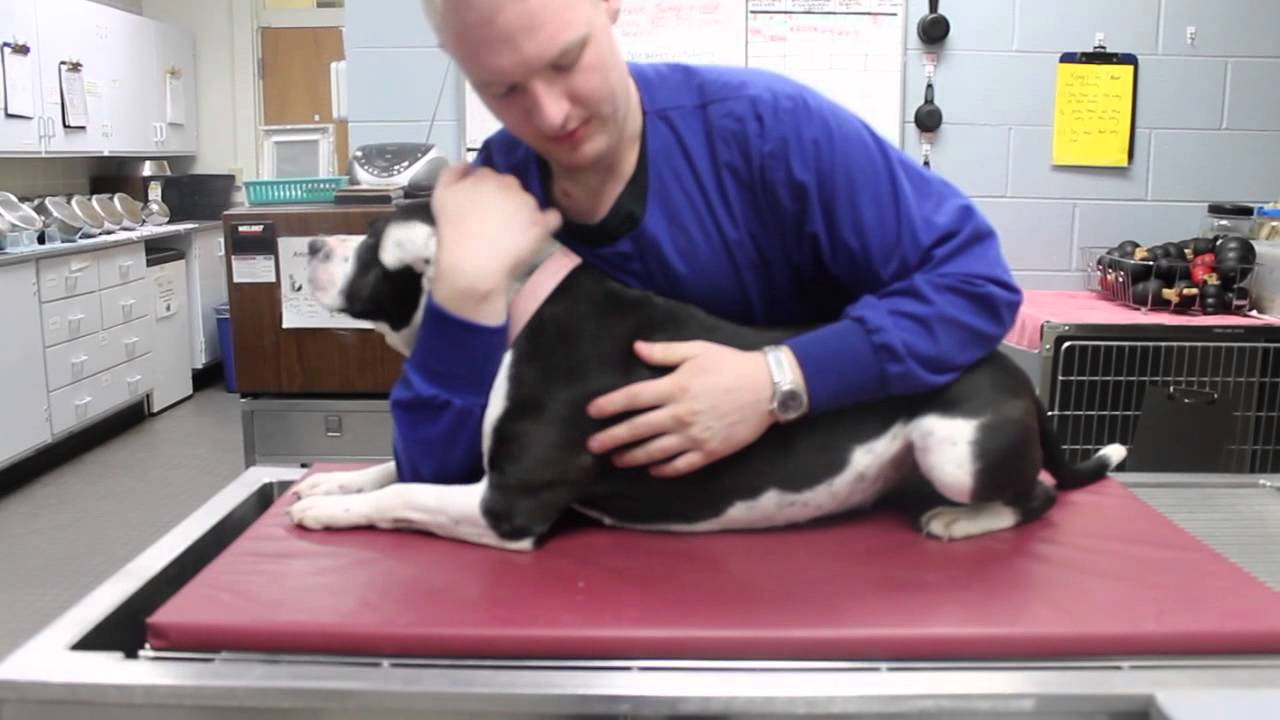Dog Basic Restraints