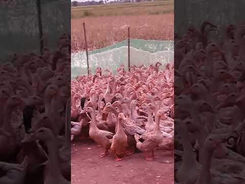 So Many Ducks #4334