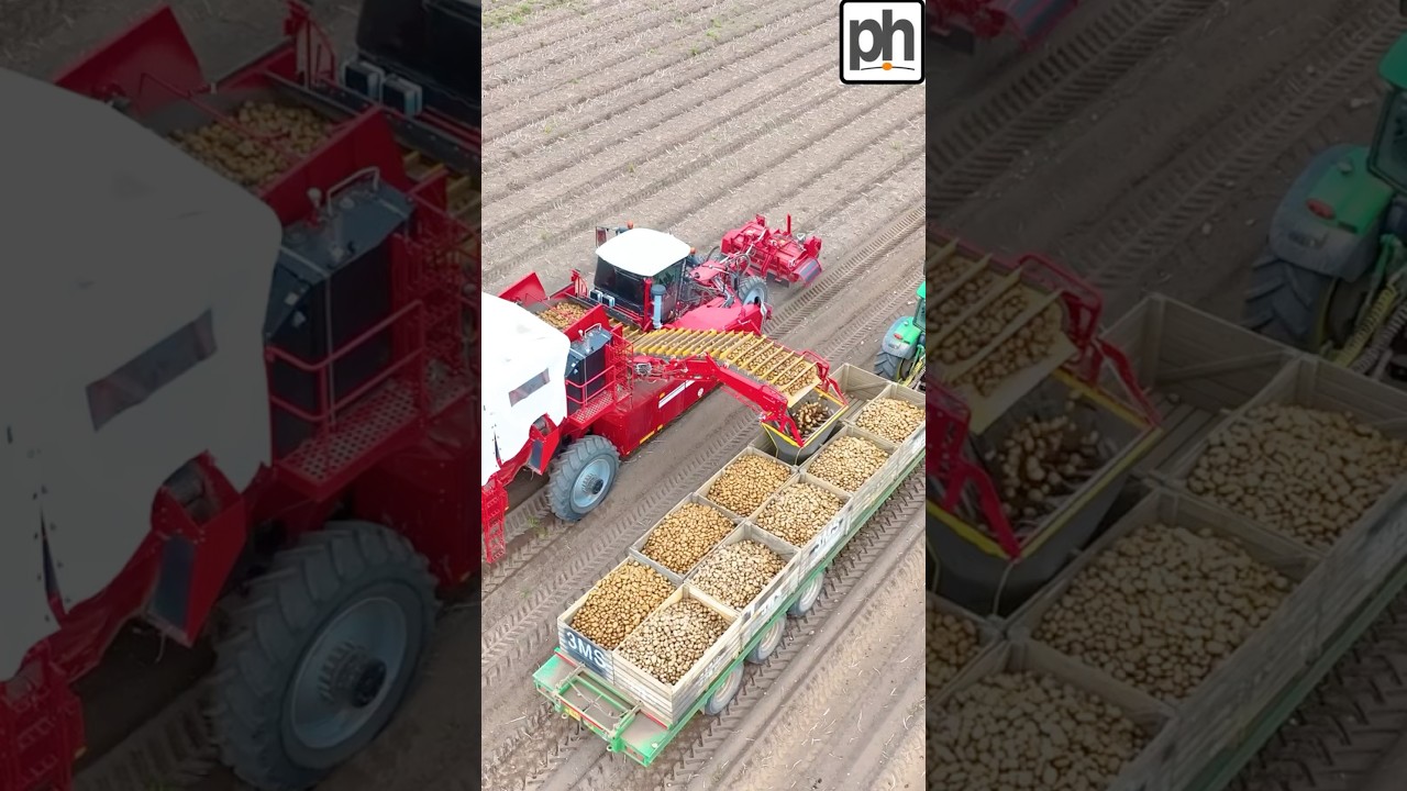 Harvesting potatoes with the Grimme Varitron harvester