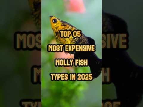 Top 05 Most Expensive Molly Fish Types in 2025 ππ° Rare Aquarium Fish #shorts #mollyfish #aquarium