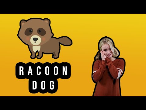 Raccoon Dog aka The Tanuki Is It a mix of a raccoon and dog? Meet the Raccoon Dog with Say Hi Saree