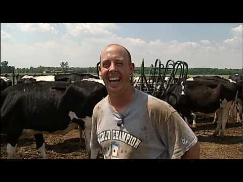 Inside View Of Dairy Farms