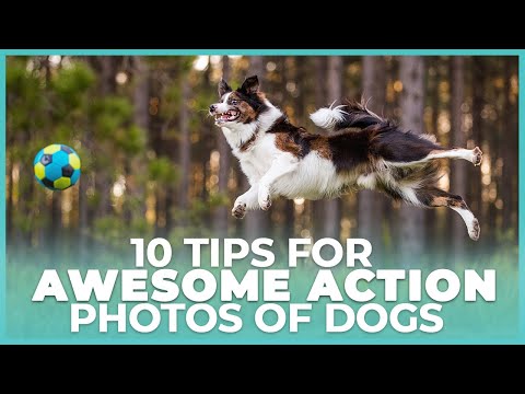 Premium Video Preview - 10 Tips for Awesome Action Photos of Dogs