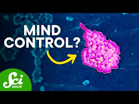 The Truth About the Gut to Brain Connection