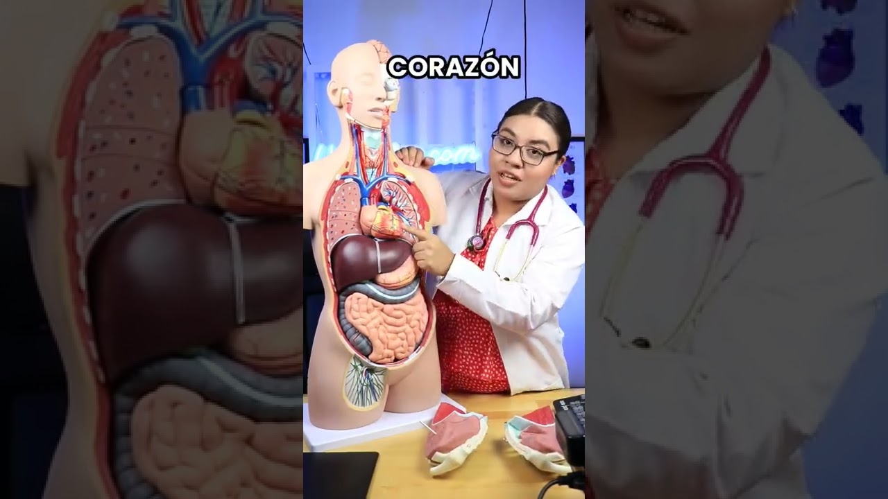 Aprendiendo los órganos nivel I