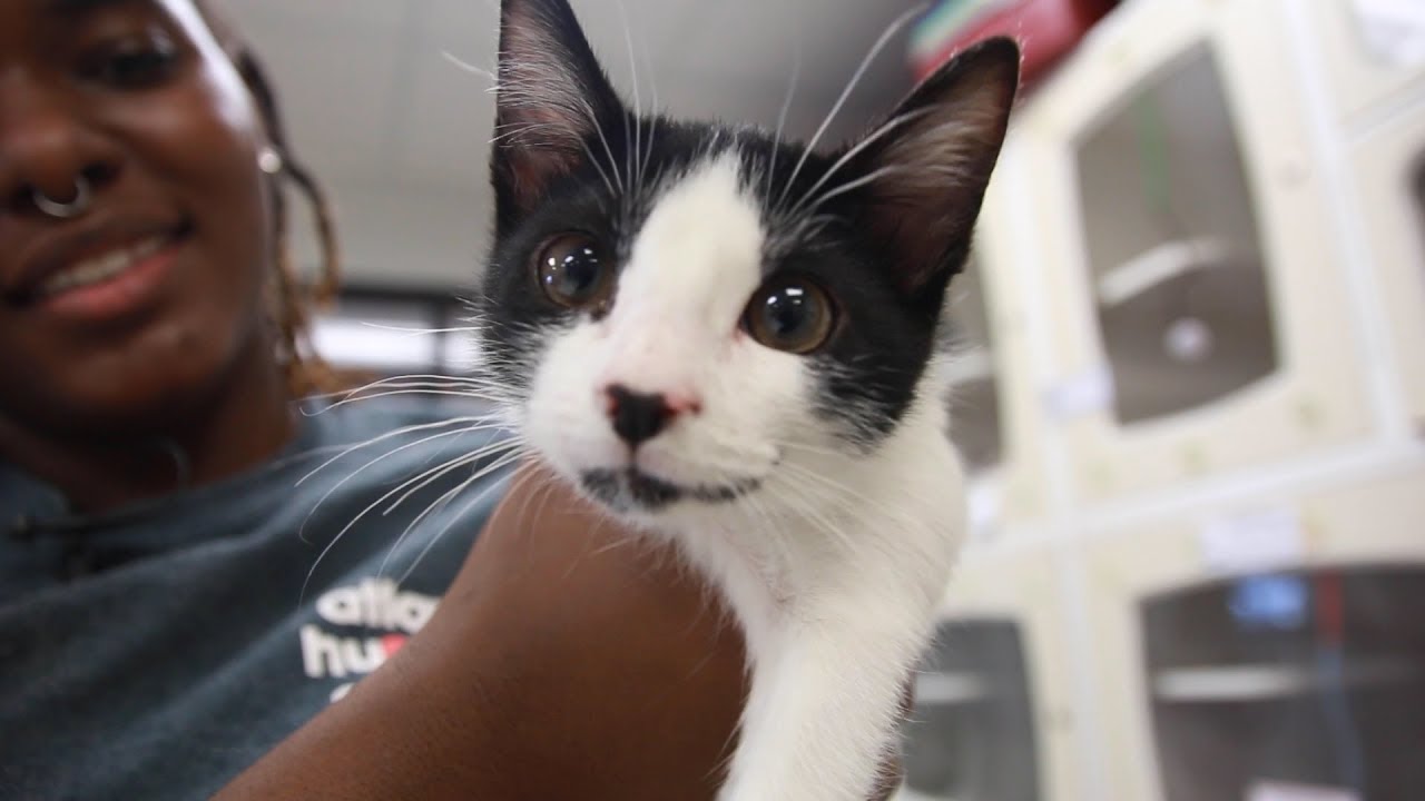 Adopt ATL!