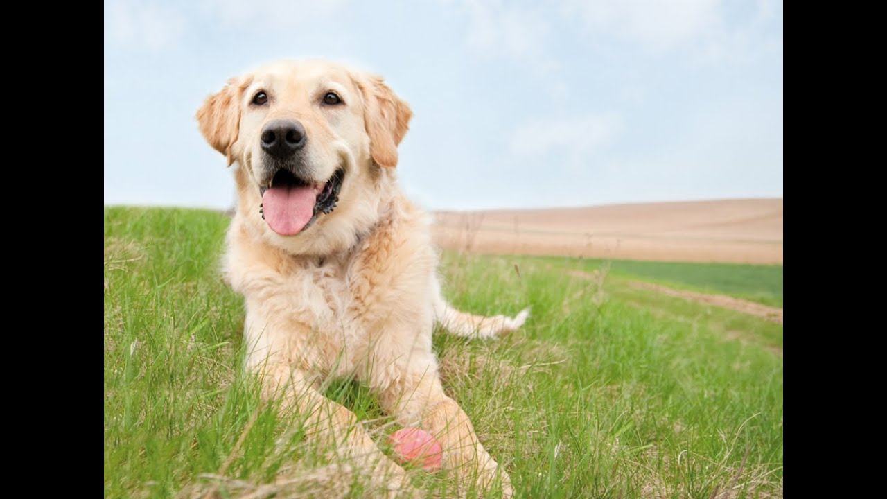 Electric Fence for your Pets
