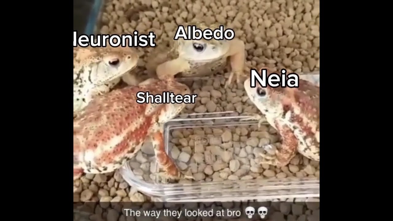 Neia vs Albedo