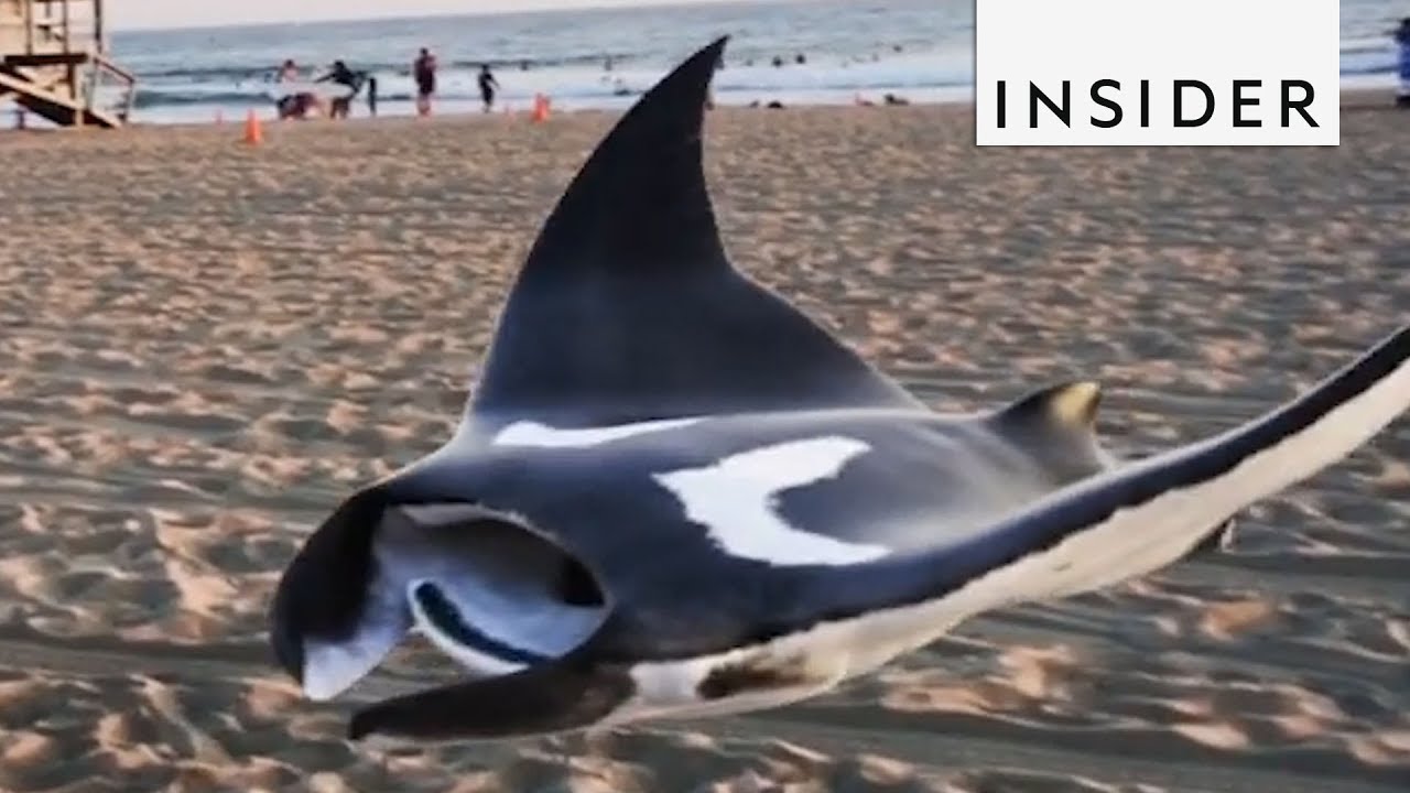 3D Animations Look Super Realistic