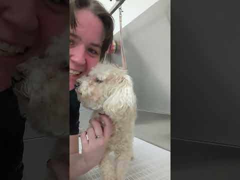 How much I earned today! Dog Groomer