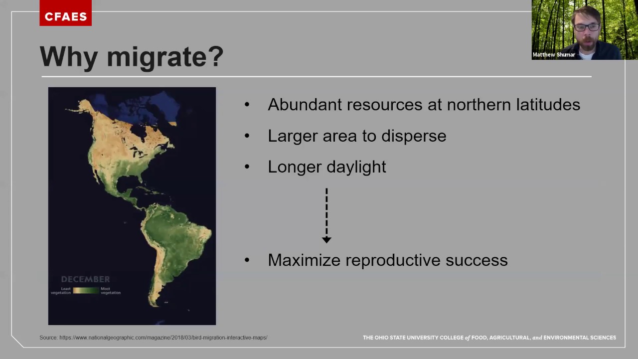 Spring Migrating Birds