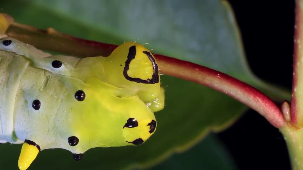 Promethea Giant Silk Moth Caterpillar - Eating and... at The Caterpillar Lab