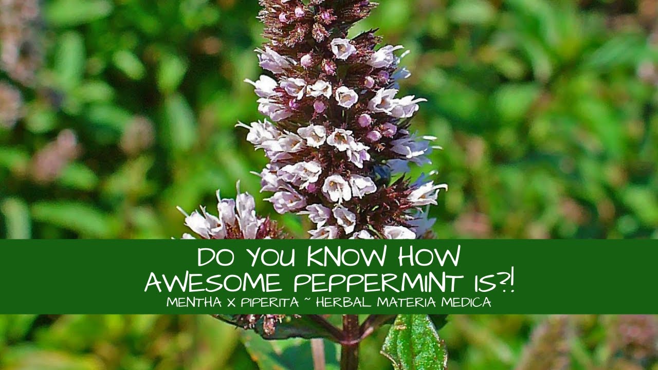 Do You Know How Awesome Peppermint Is!? ~ Mentha x piperita (a herbal materia medica)
