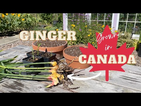 Growing and Harvesting GINGER!! in a Cool Climate 🌿 Gardening in Canada / Small Greenhouse