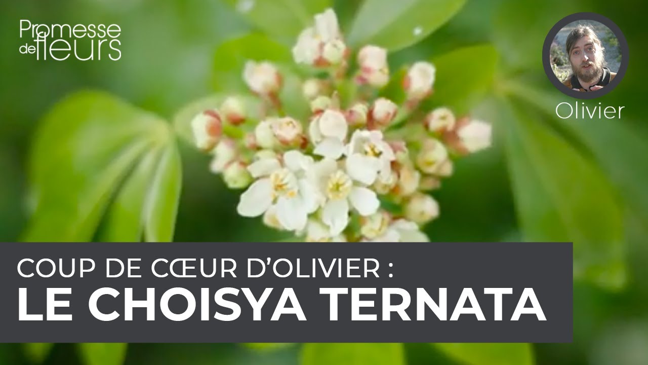 Coup de cœur d'Olivier : le choisya ternata