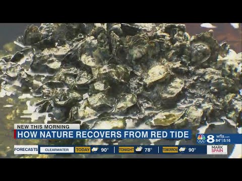 Oysters filter harmful nutrients, red tide algae and brevetoxins naturally from our water