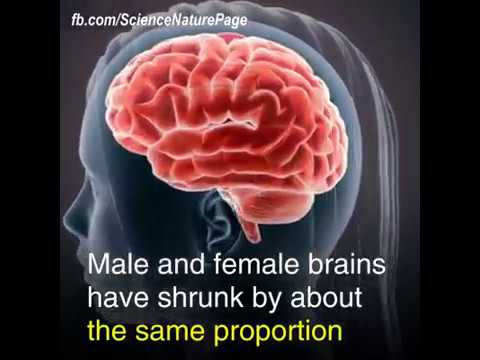 Our brains are shrinking | The Fact Base