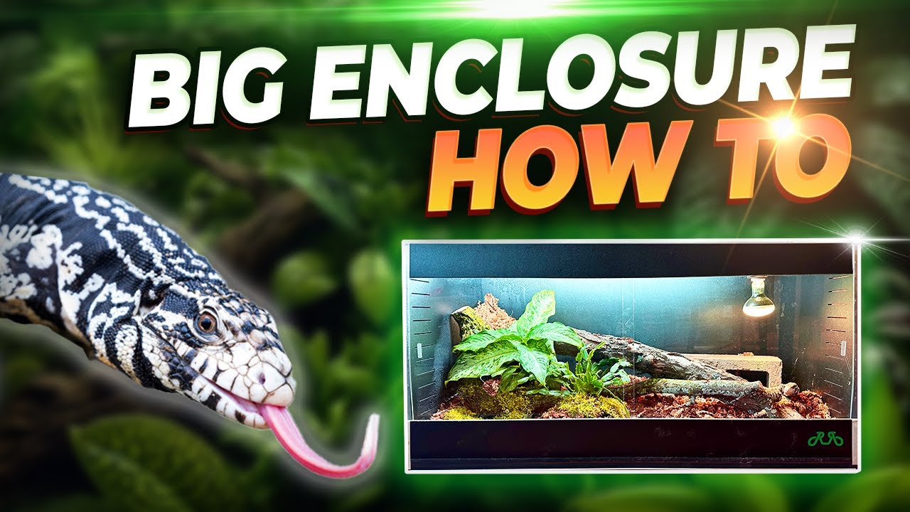 Upgrading My Tegu's Enclosure for CHEAP!
