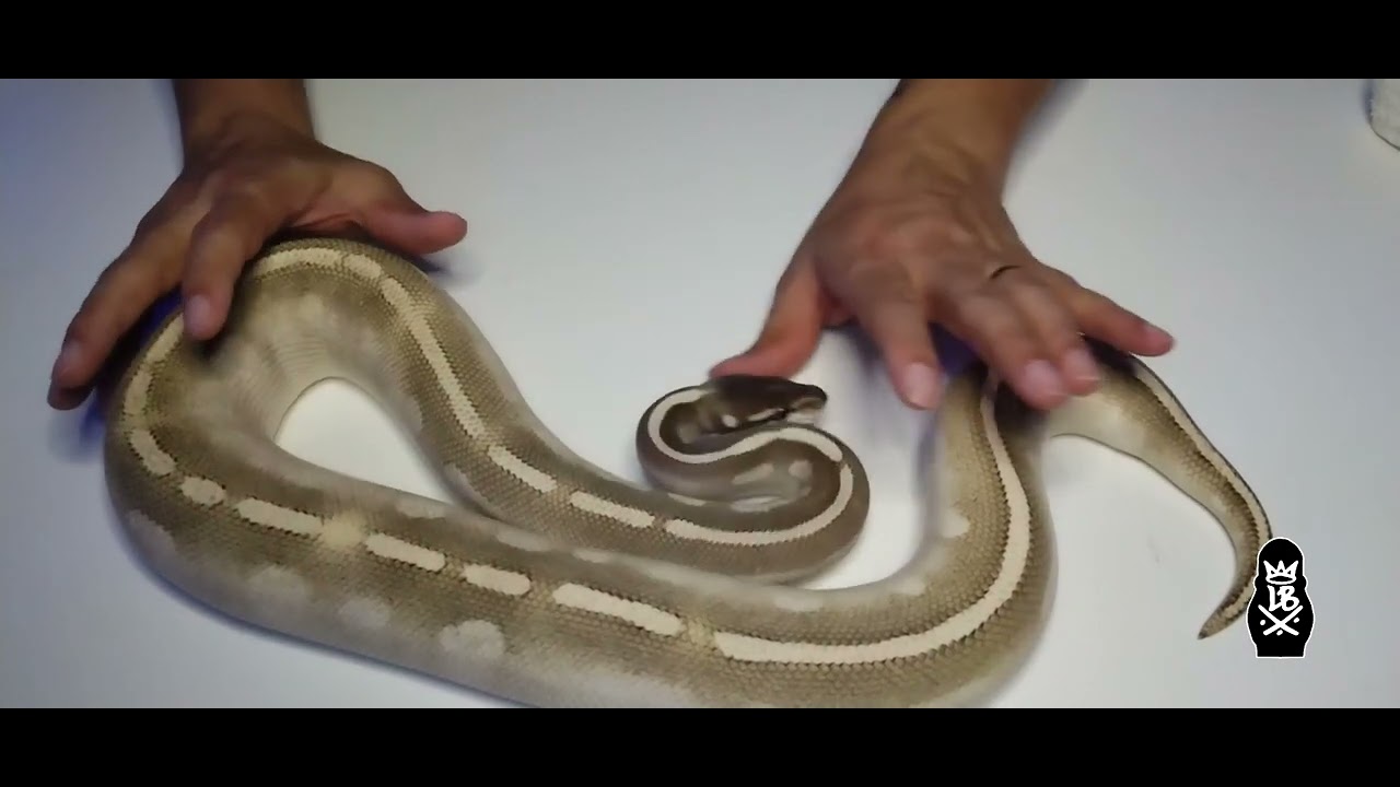 Breeding Season is here! 2023 Ball Python Pairings.