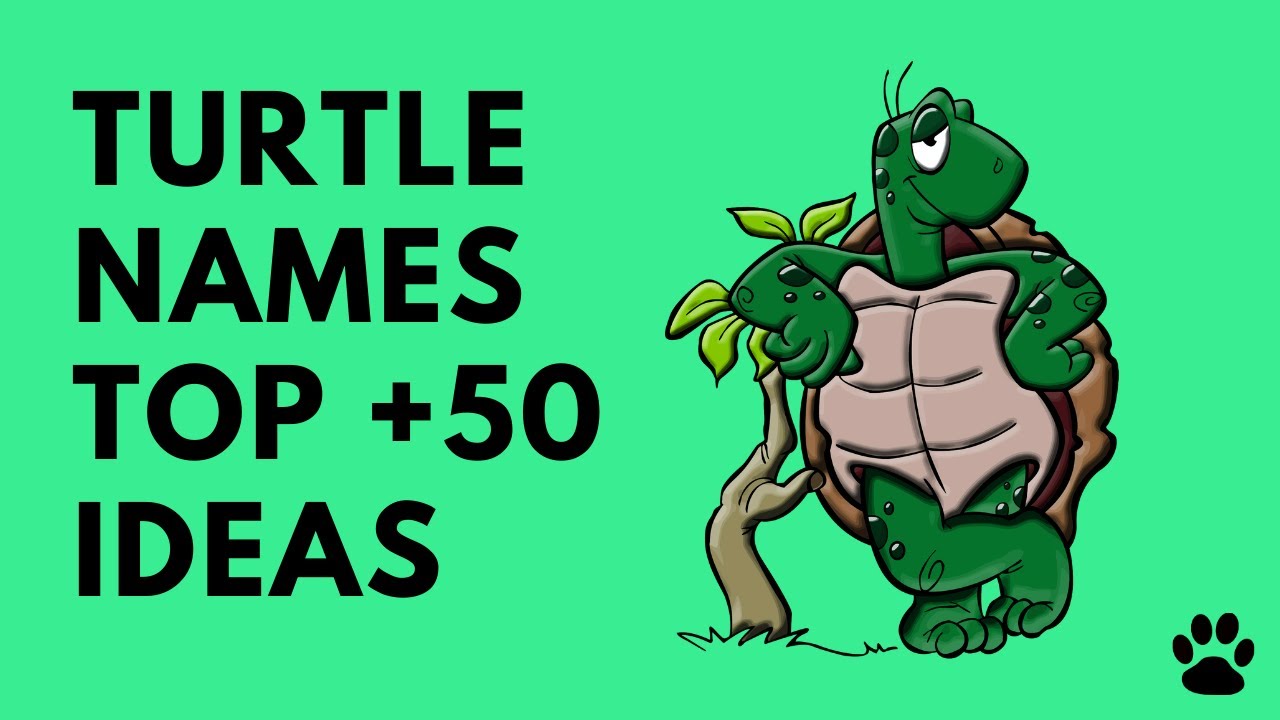 Best Turtle Names & Tortoise Names +50 Ideas [Great List]| Names