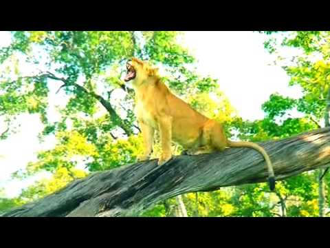 Featured Hotels in Uganda: Lake Manyara Serena Safari Lodge