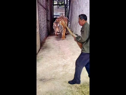 Wu Song can't beat a tiger# to shake out your beluga dance @ Zhengjia Polar Ocean World
