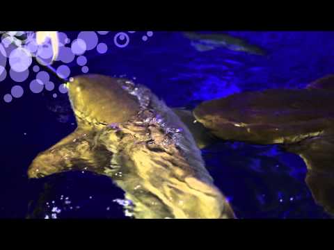 Clever Nurse Sharks at the National Marine Aquarium