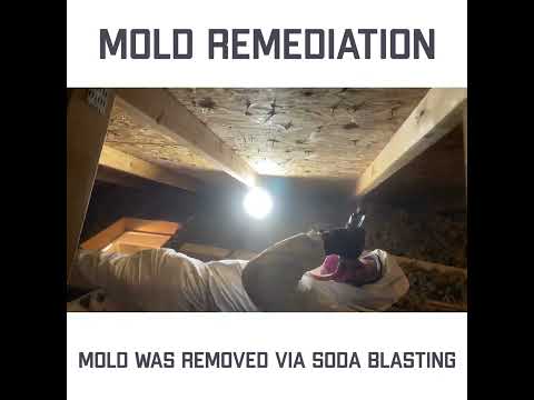 Good To Be Clean- Mold Remediation