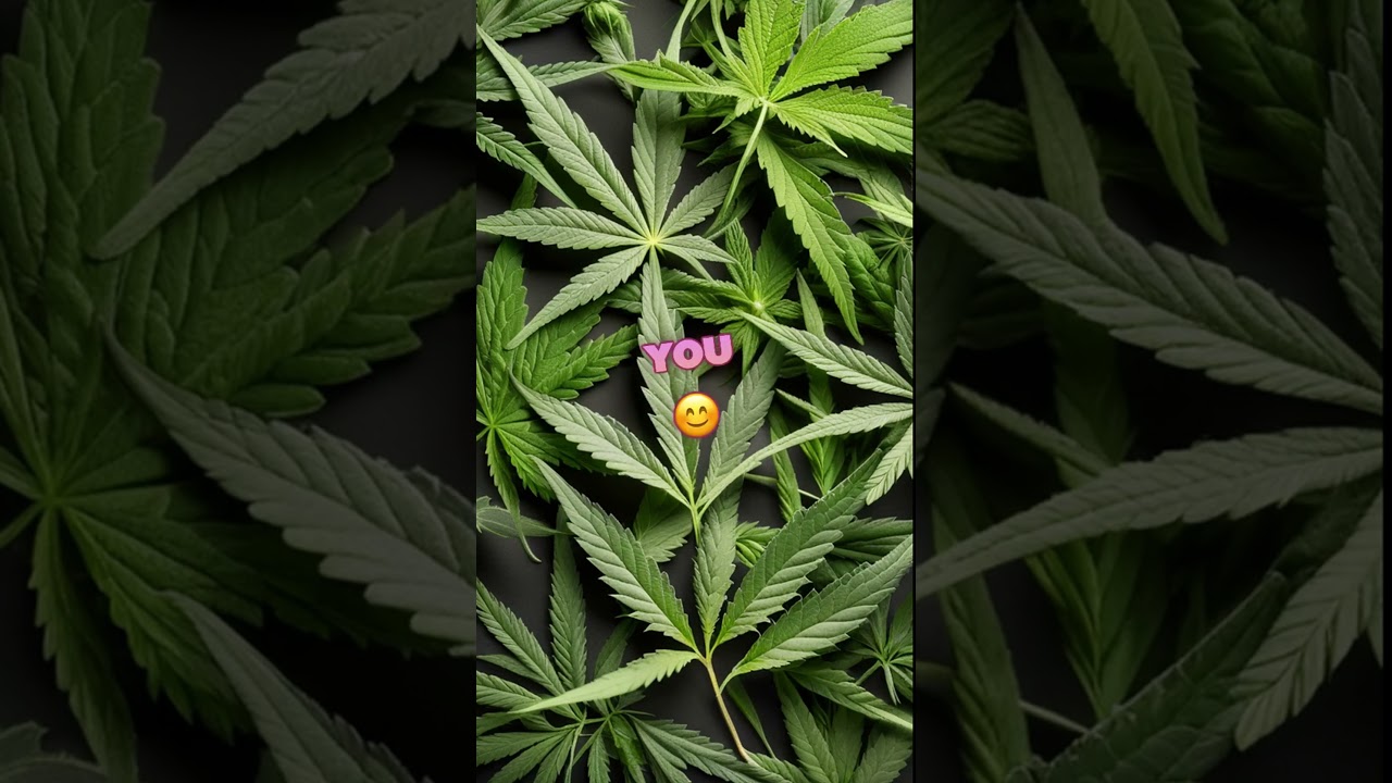 Master Your Cannabis Terpenes! Quick Guide!