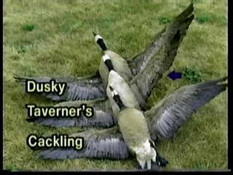 Canada Goose ID Part 2 of 7 - GOOSE IDENTIFICATION