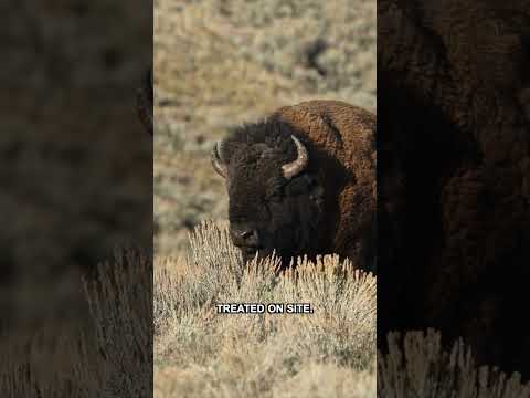 Florida Man Is First Bison Goring Of The Season At Yellowstone National Park