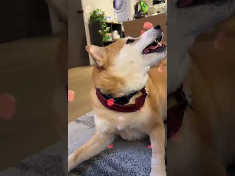 Shiba Inu is an international acting talent