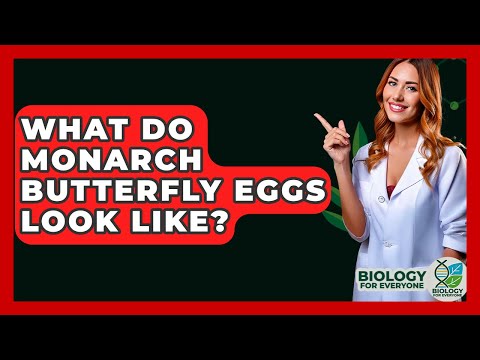 What Do Monarch Butterfly Eggs Look Like? - Biology For Everyone